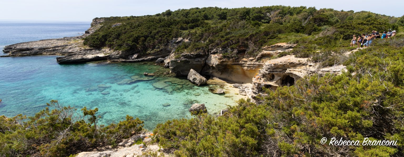 Student Spotlight: Patrick Conboy’s Journey in Marine Biology - ISI Florence - Study Abroad in ...